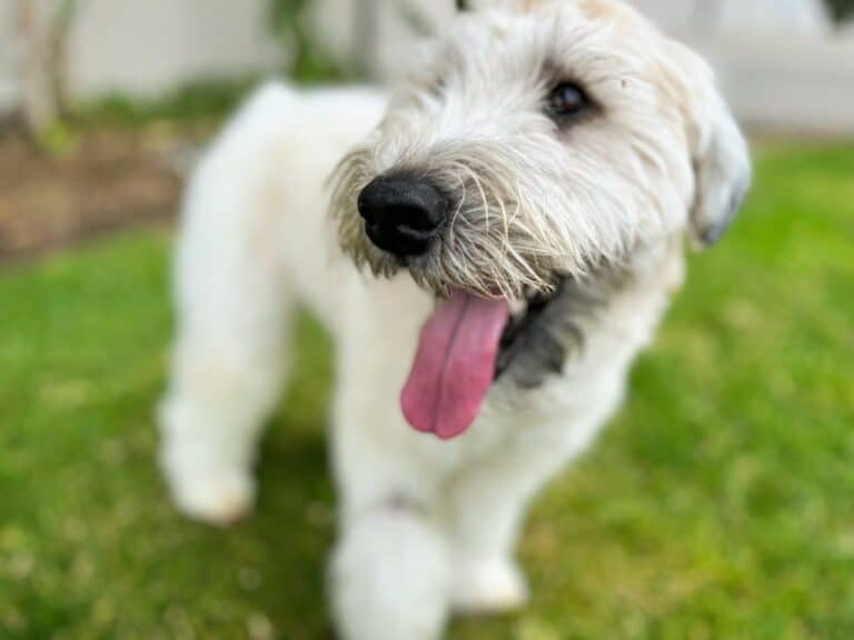 VIP Animal Hospital | Best Veterinarian in Fullerton, CA