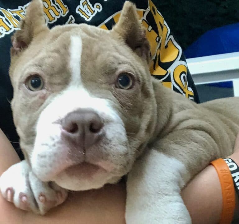 VIP Animal Hospital | Best Veterinarian in Fullerton, CA