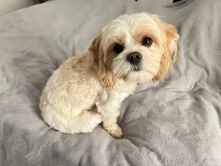 VIP Animal Hospital | Best Veterinarian in Fullerton, CA