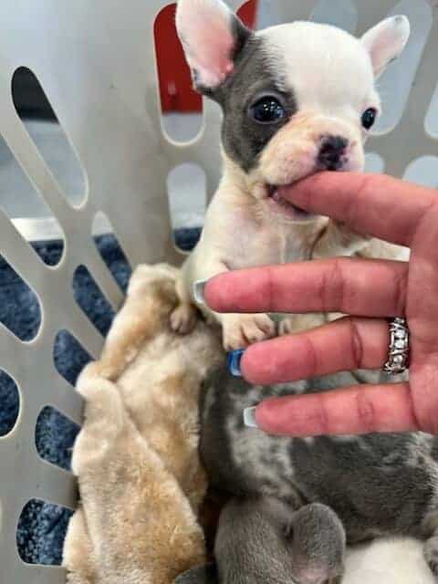 Head Start VIP Puppy Package - VIP Animal Hospital